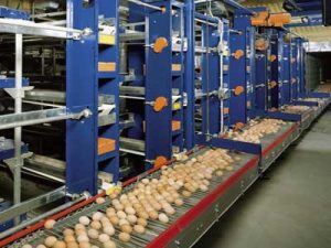 Automatic Egg Collection System with Imported Belt & Vertical Lift Machine