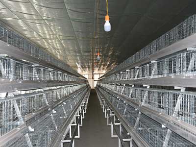 A Type Hen Cage with Special Design, 100% Ventilation and Best Price