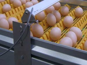 Automatic Egg Collection System with Imported Belt & Vertical Lift Machine