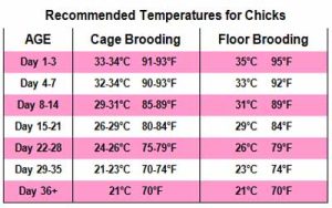Safe Temperature & Ventilation in Brooding Cages with Chick Temp Chart
