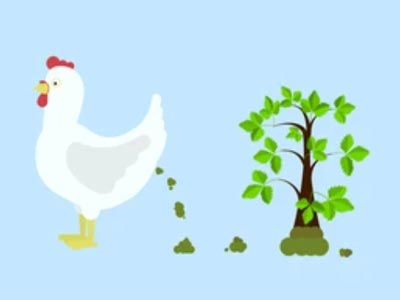 How to Diagnose Disease from the Color of Chicken Poop?