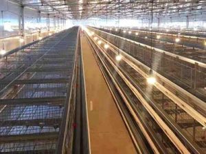 Hi Tech Hen Cage - FamTECH Poultry Cage