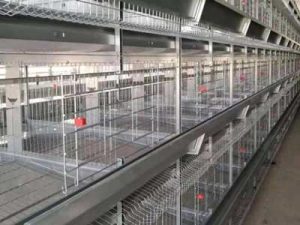 Indoor Chicken Cage - FamTECH Poultry Cage