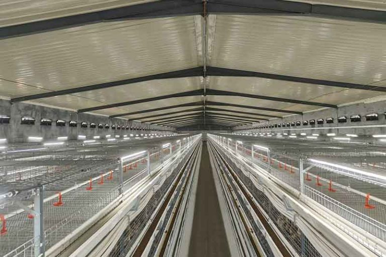 Commercial Feed Vs. Self-made Feed in Chicken Layers Cages for Sale