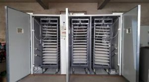 Commercial Egg Incubator | Large Scale Incubator for Poultry
