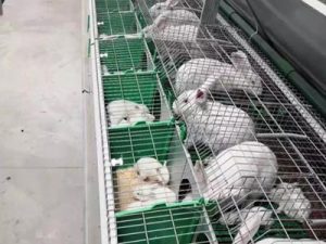 Commercial Rabbit Cage - Wire Rabbit Cages for Sale