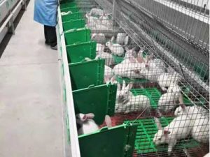 Commercial Rabbit Cage - Wire Rabbit Cages for Sale