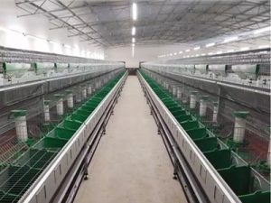 Commercial Rabbit Cage - Wire Rabbit Cages for Sale