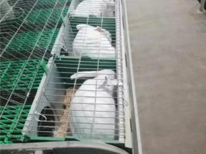 Commercial Rabbit Cage - Wire Rabbit Cages for Sale